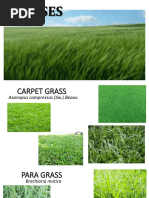 Forage Grasses and Legumes List | PDF | Legume | Clover