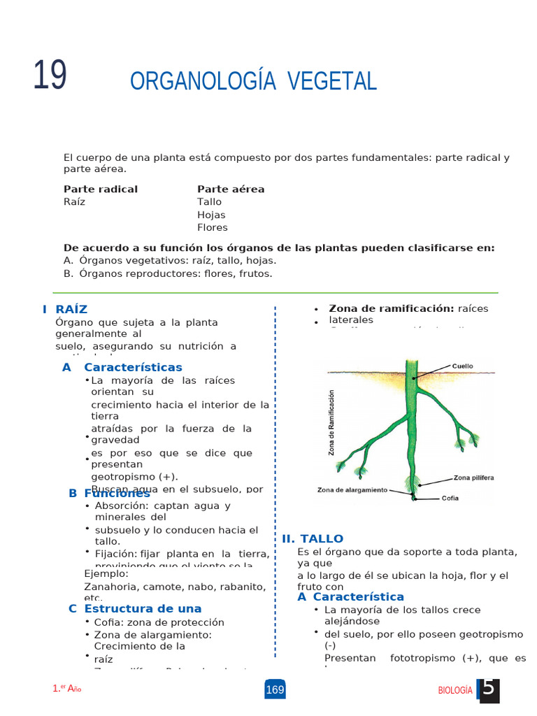 Estructura y Funciones de Plantas | PDF | Hoja | Raíz