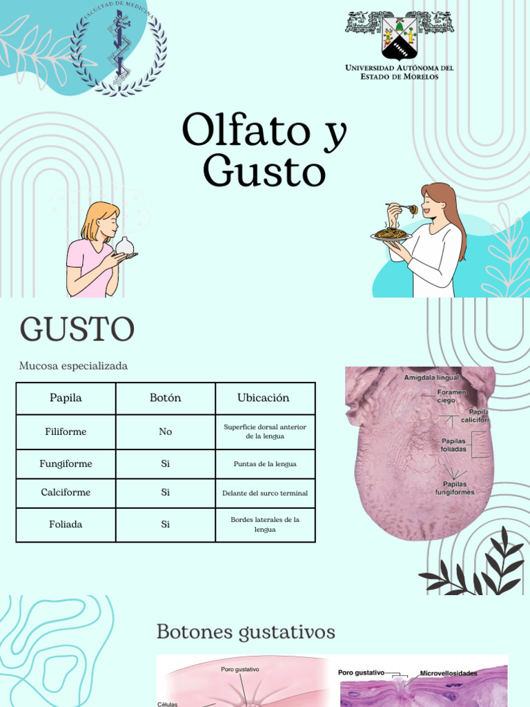 Olfato y Gusto | PDF | Gusto | Anatomía