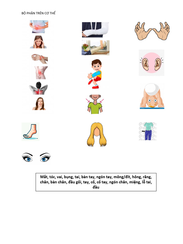 Body Parts (Vietnamese) | PDF