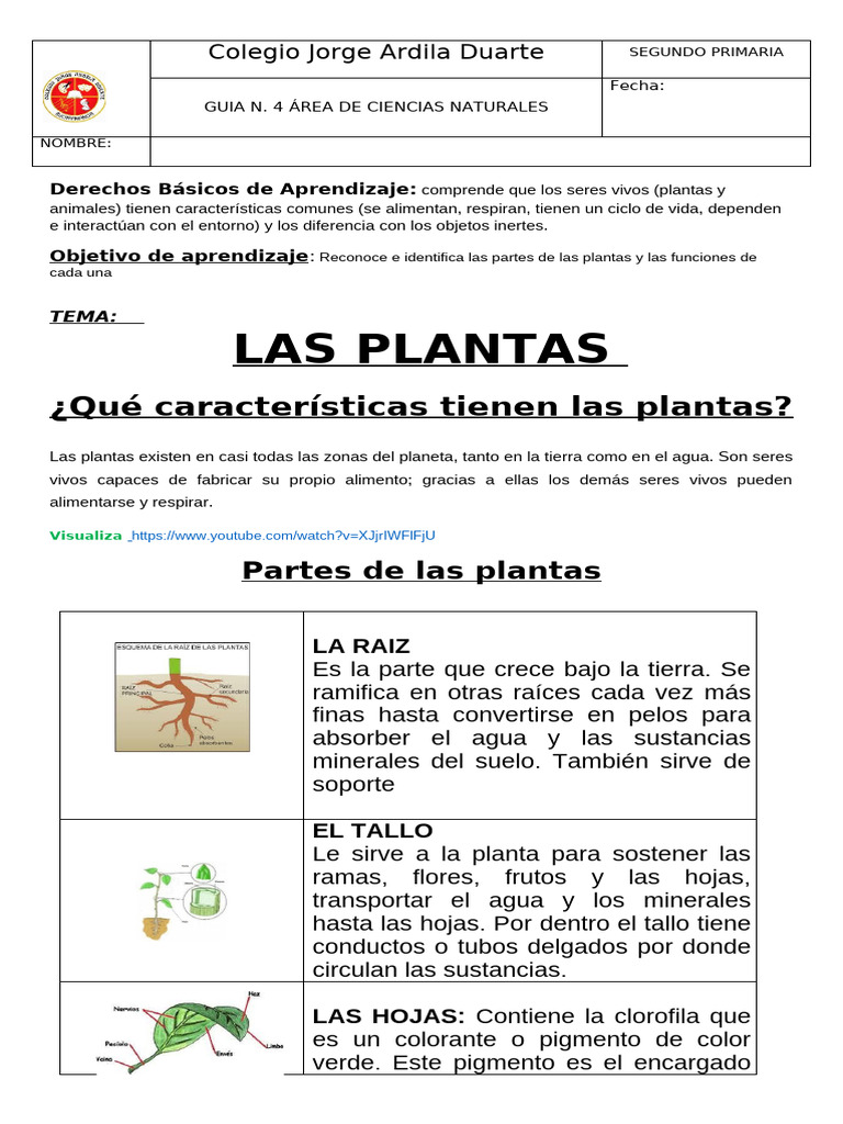 Guia n.4 Las Plantas Ciencias Naturales 2025 | PDF | Plantas | Hoja