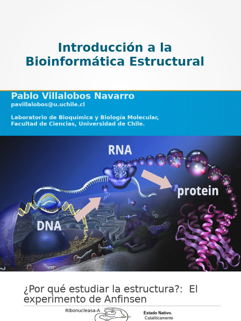 Diapositivas 11 Introducci n a La Bioinform Tica Estructural | PDF | Macromoléculas | Proteínas