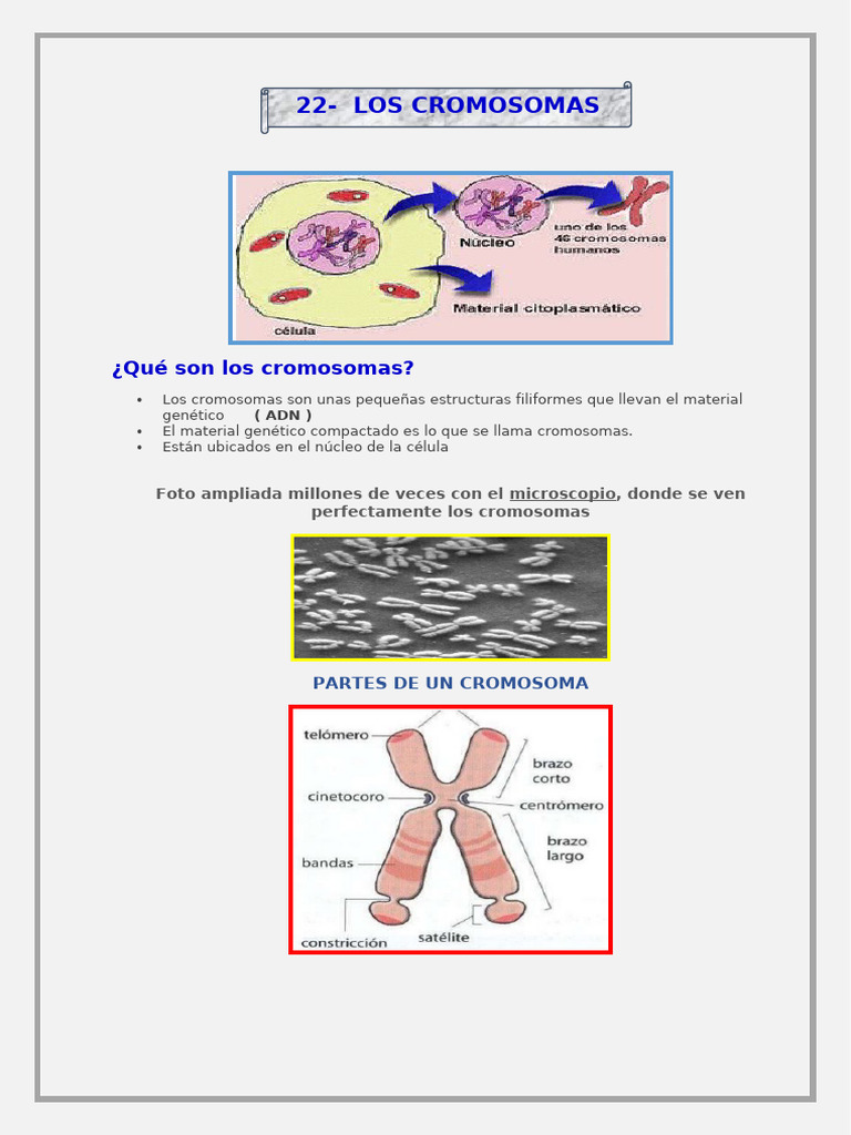 Estructura y Función de los Cromosomas | PDF