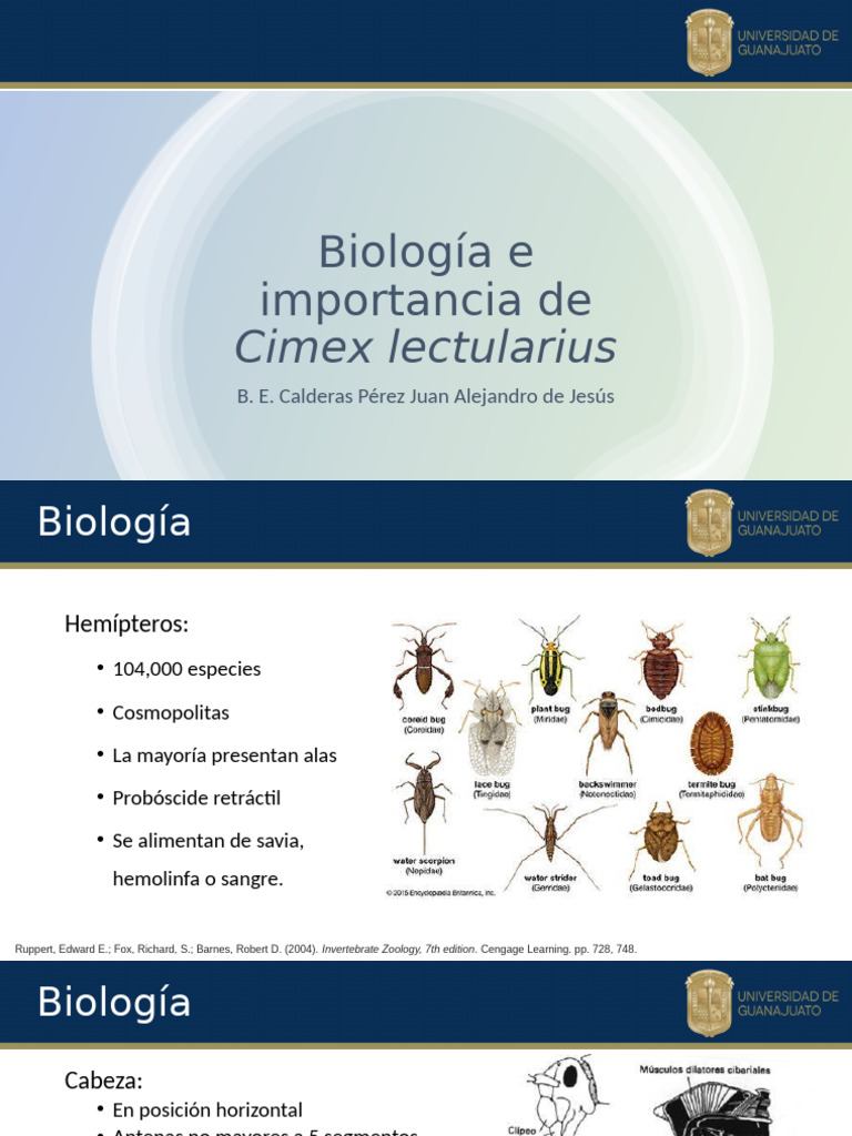 Biología e importancia de Cimex lectularius | PDF | Biología