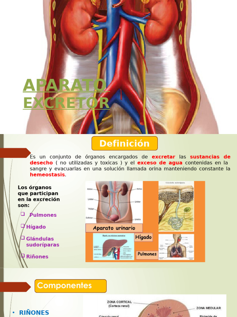 Sistema Excretor | PDF