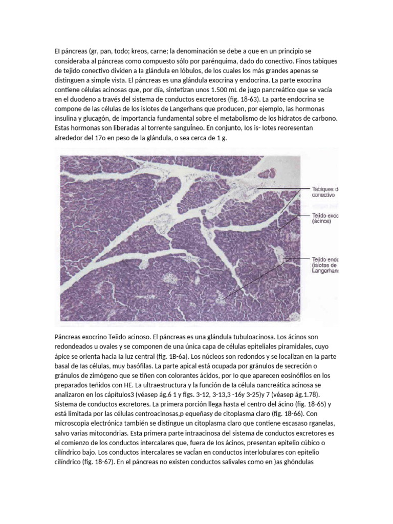 histologia pancreas | PDF | Páncreas | Biología Celular