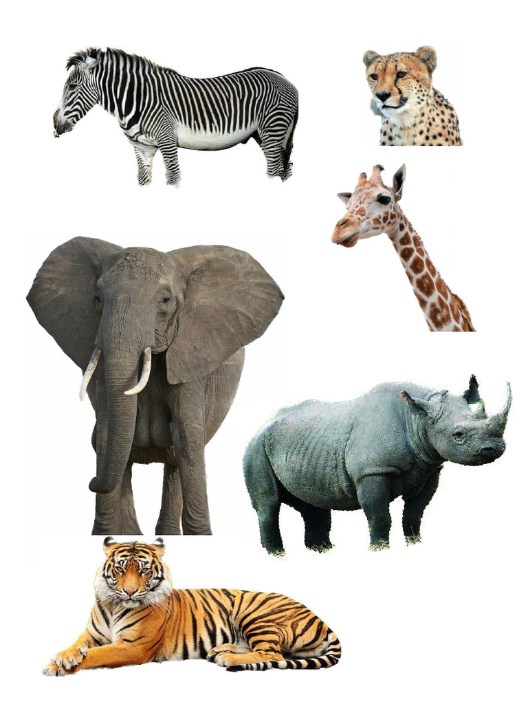 Wild Animals Flash Card | PDF