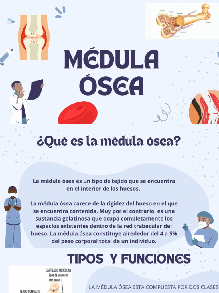Hematopoyesis y Células en Médula Ósea | PDF