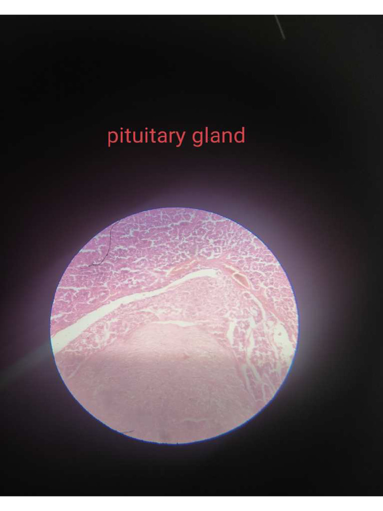 HISTO SLIDES FINALS | PDF