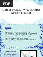 Daintree Rainforest Food Web Overview | PDF