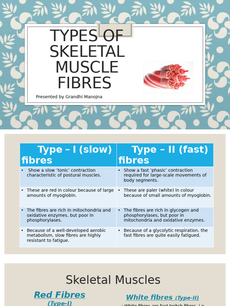 Strake-like Muscle Fiber Types | PDF | Skeletal Muscle | Human Anatomy