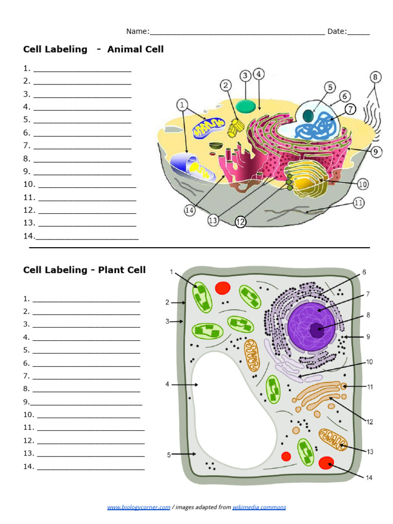 Endomembrane System Cell Labeling Guide | PDF