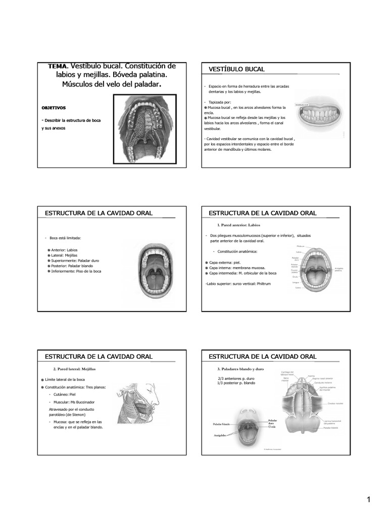Estructura del Vestíbulo Bucal y Cavidad Oral | PDF | Boca | Cabeza y ...