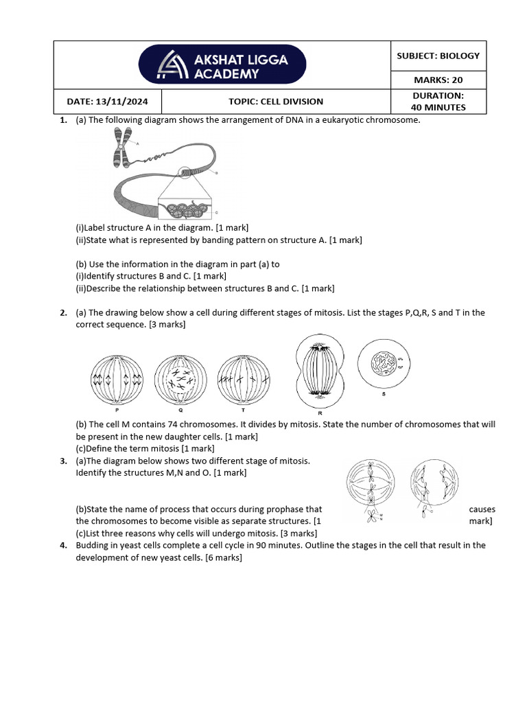 Cell Division Revision Worksheet | PDF