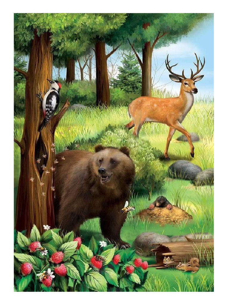 Animale În Pădure | PDF