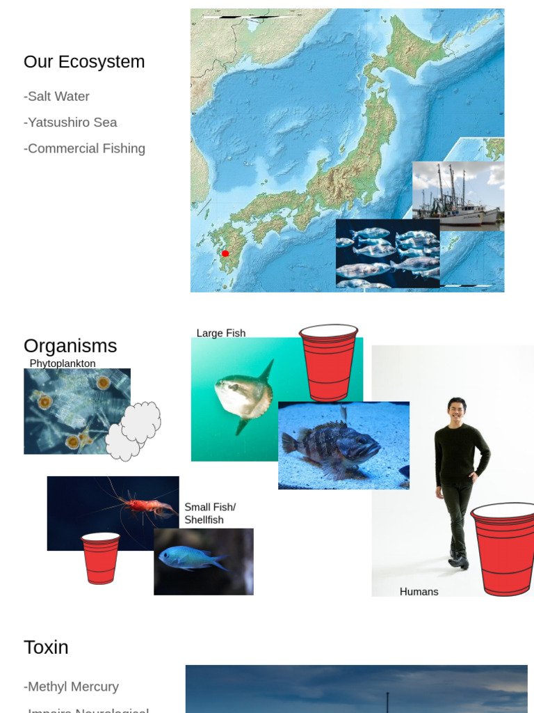 Biomagnification Activity | PDF