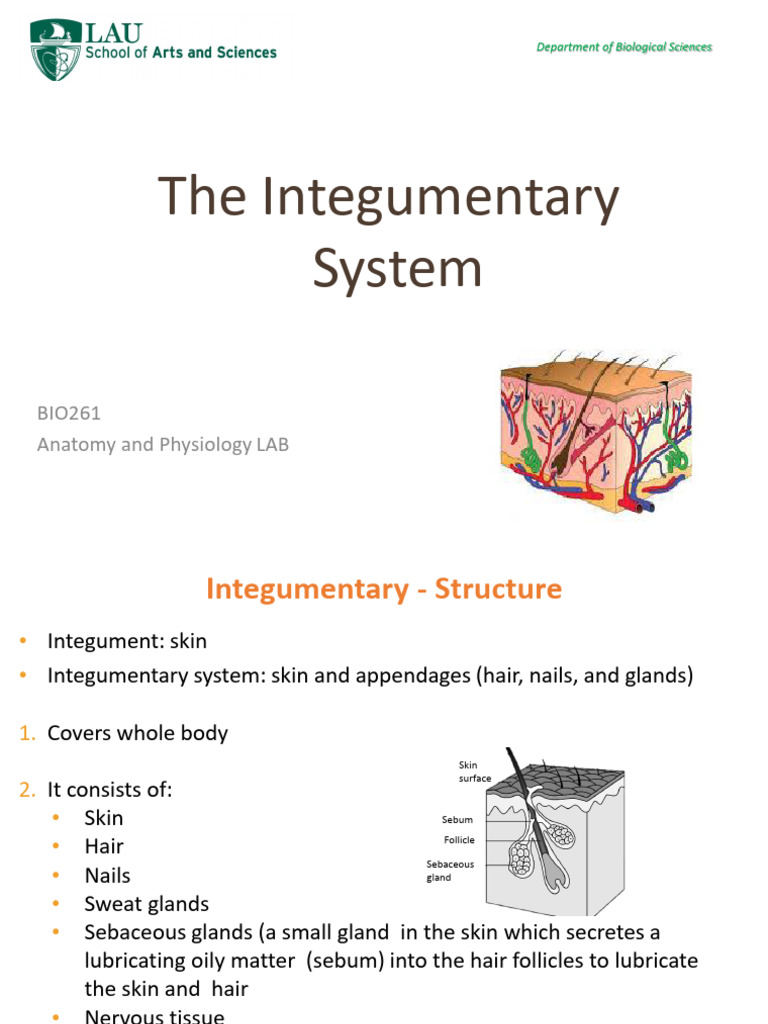 Lab 1- Integumentary System -updated | PDF | Integumentary System | Epidermis