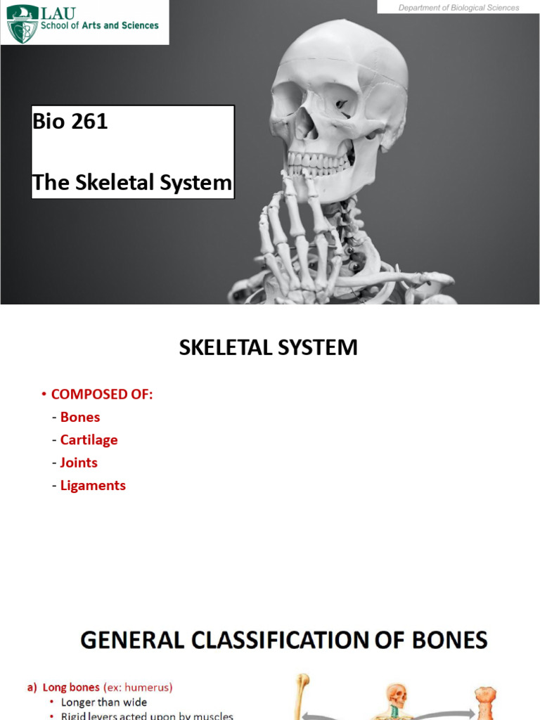 Lab 2 - Skeletal System | PDF | Vertebral Column | Human Nose