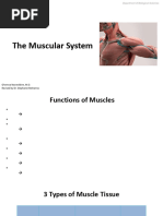 GCSE PE Muscular System Revision Guide | PDF | Anatomical Terms Of ...