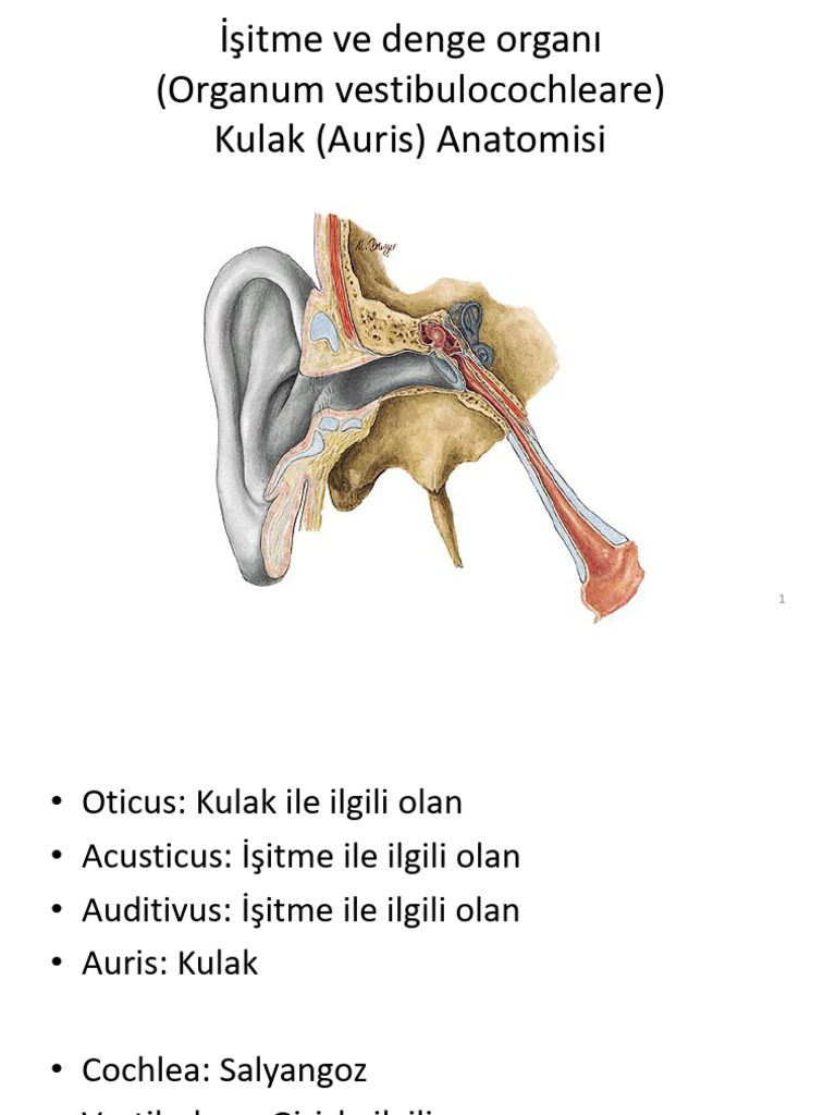 Kulak Anatomisi 2022-2023 | PDF