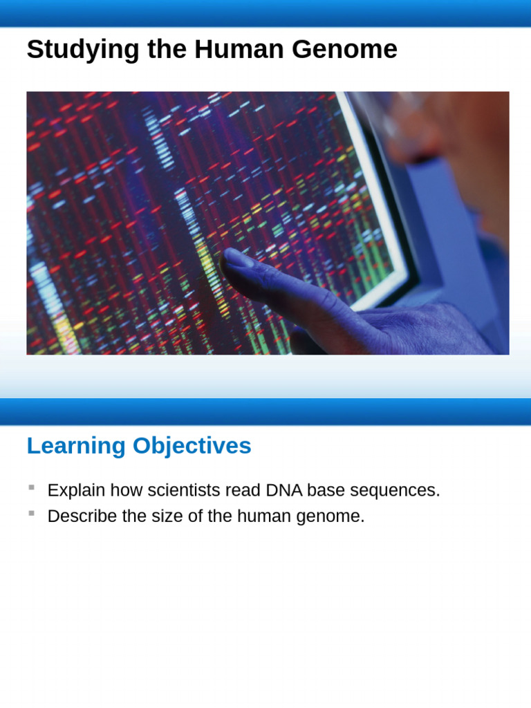 15.3 Studying The Human Genome | PDF | Dna | Dna Sequencing