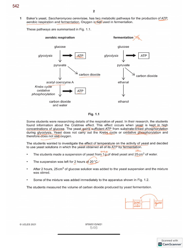 Yeast Respiration | PDF
