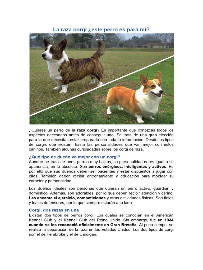 La Raza Corgi | PDF | Razas de mamíferos | Perros como mascotas