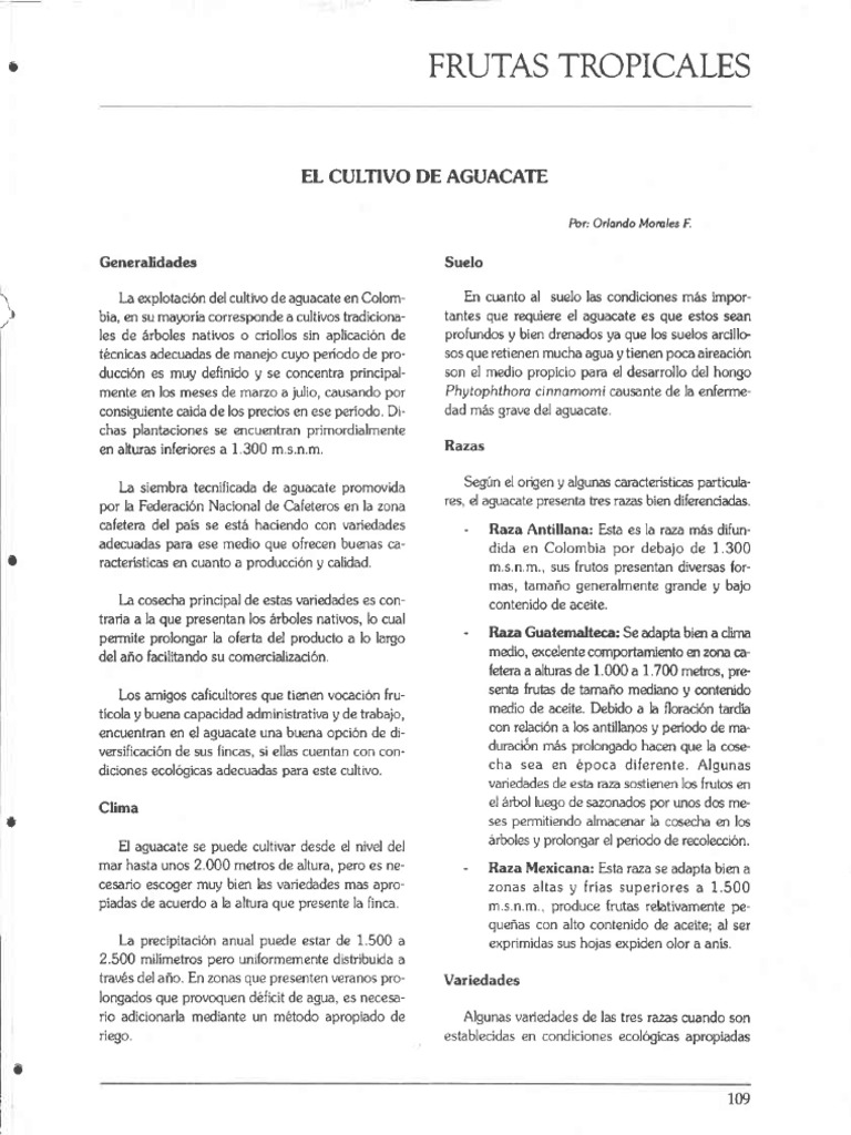 Aguacate - El cultivo de aguacate. | PDF
