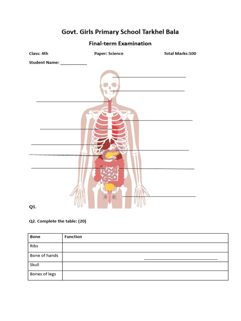 Class Paper SC | PDF
