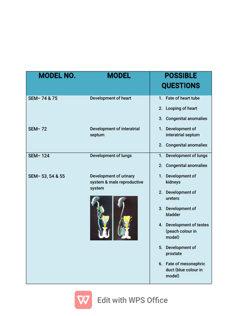 Labeled Embryology Models Overview | PDF | Gastrointestinal Tract ...