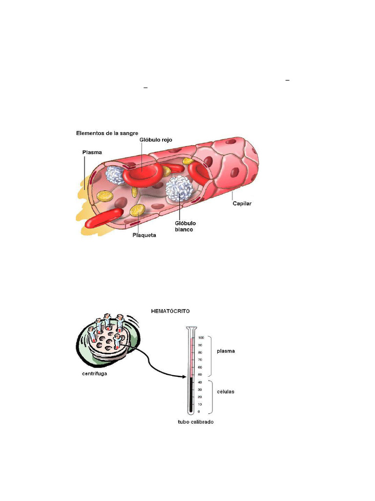 CCV 2 | PDF | Sistema linfático | Sangre