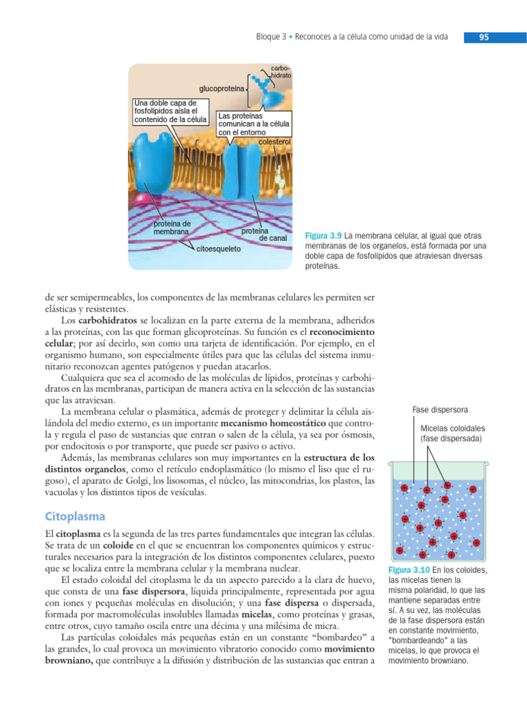 Estructura y Función de la Célula | PDF | Membrana celular | Coloide