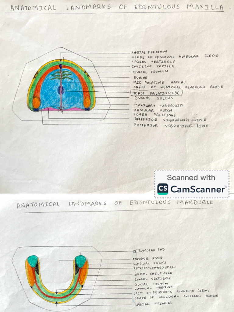 Anatomical Landmarks | PDF