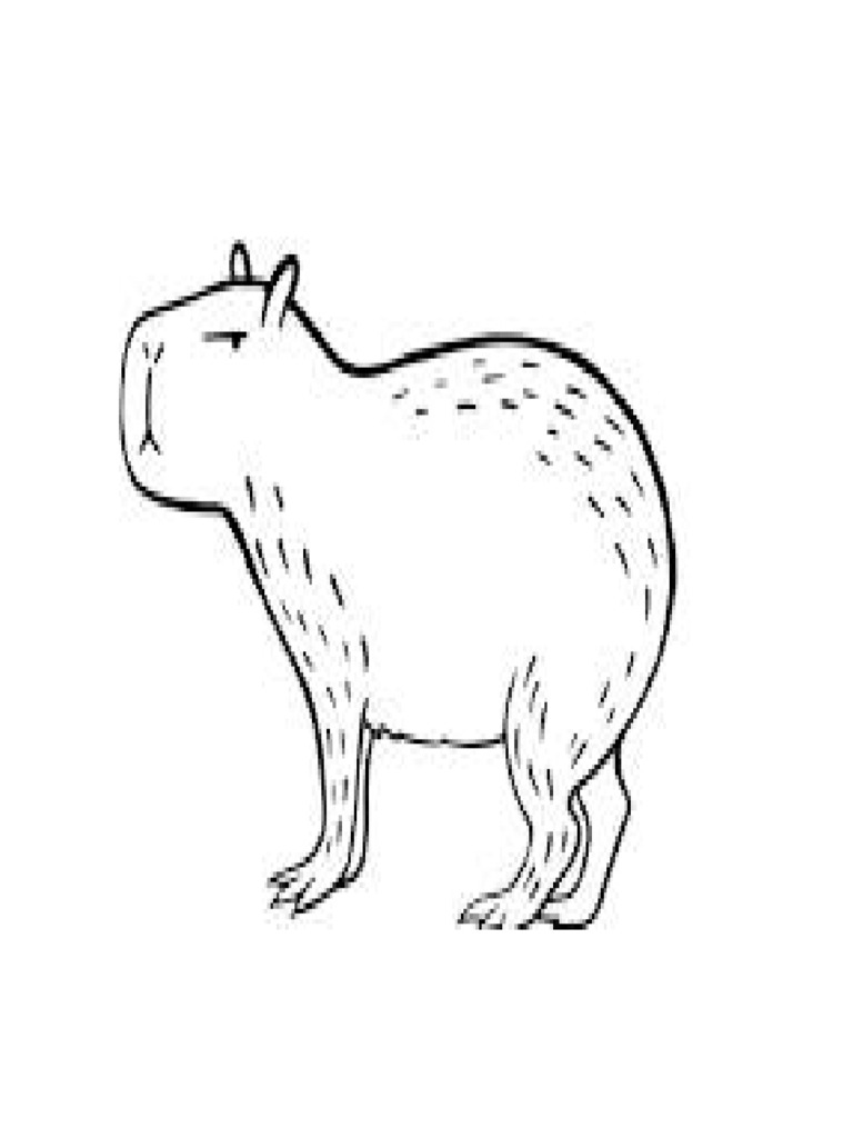 Capibara | PDF