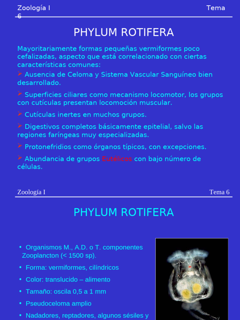 Características del Filo Rotifera | PDF | Morfología (biología) | Biología