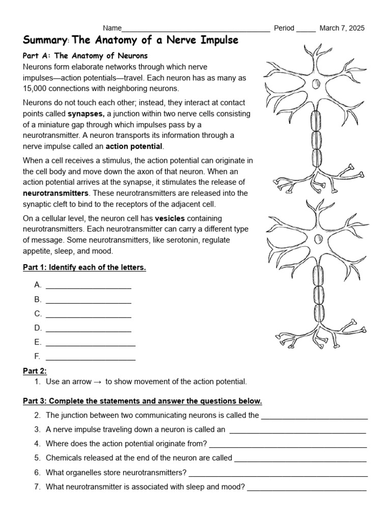 Anatomy of Nerve Impulse and Synapse | PDF | Neurotransmitter | Neuron