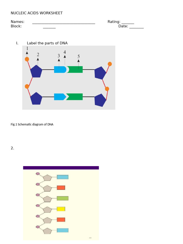 Make A Copy Nucleic Acid Learning Task | PDF | Rna | Dna