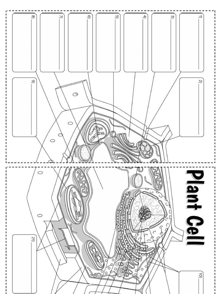 TDE1 Plant Cell Foldable | PDF