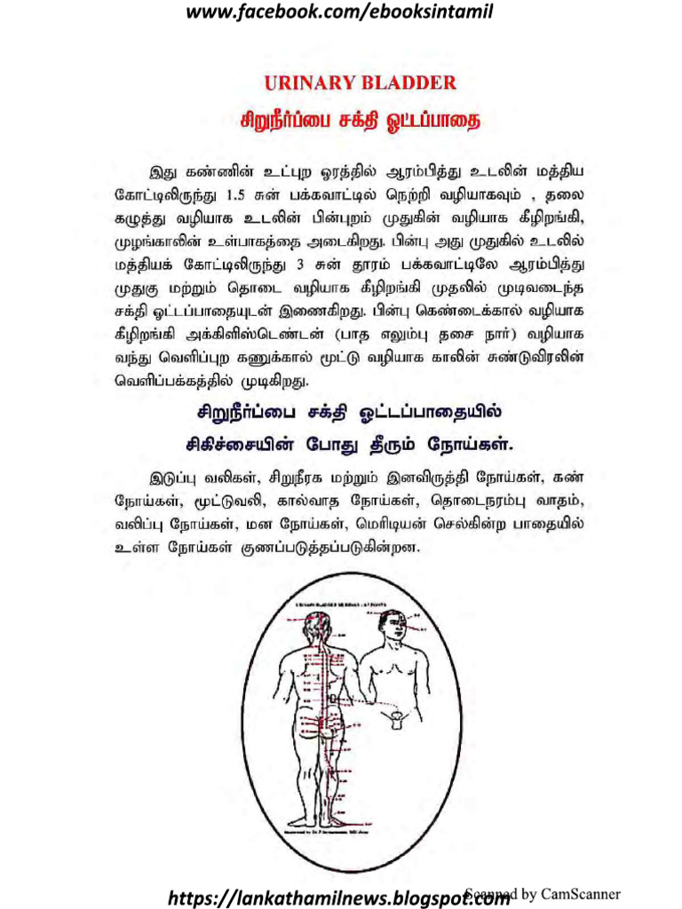 Urinary Bladder Points & Needle Details | PDF