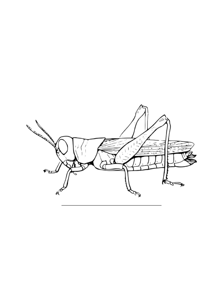 Grade 10 Biology (Lab 1 Drawing of An Grasshopper) | PDF