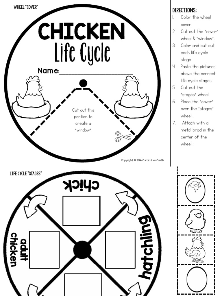 Chicken Life Cycle | PDF