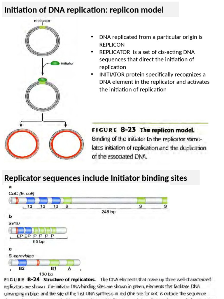 DNA Replication Initiation Explained | PDF