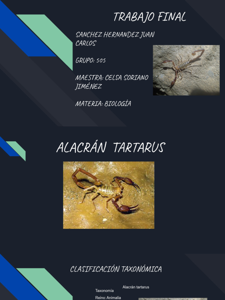 Alacrán Tartarus: Taxonomía y Hábitos | PDF
