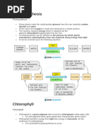 Photosynthesis: Starch Testing Methods | PDF | Photosynthesis | Leaf