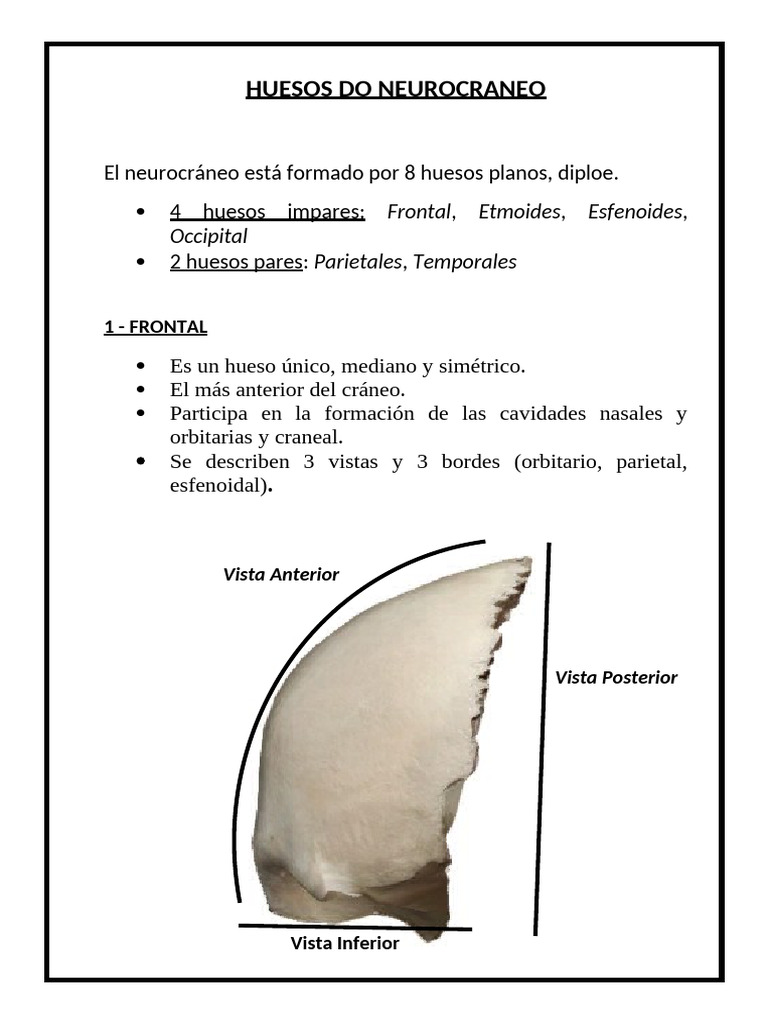 Ossos Do Neurocraneo | PDF | Otorrinolaringología | Cráneo