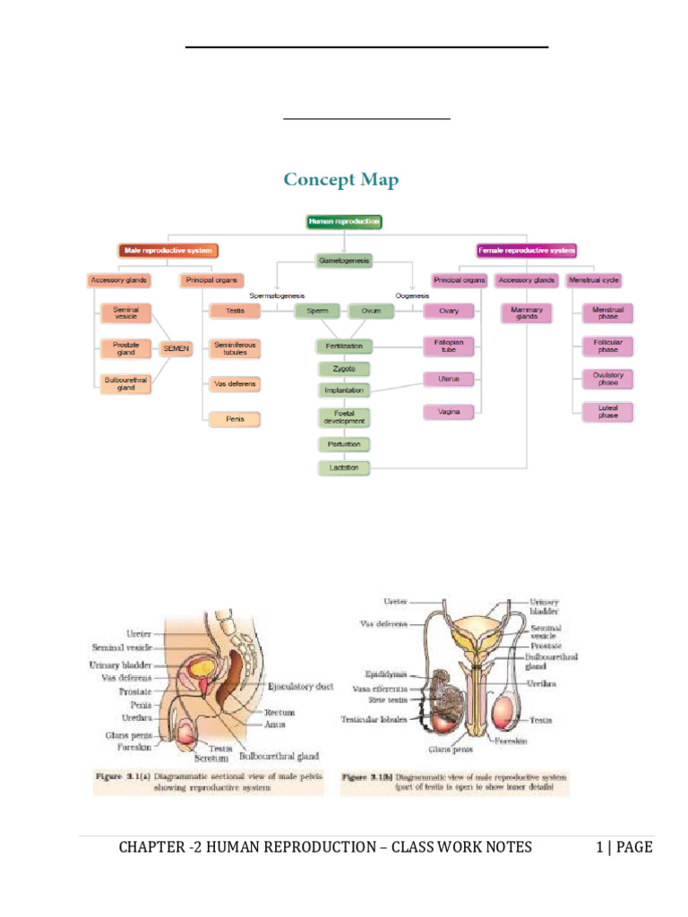 Chapter-2 Human Reproduction - Class Work Notes | PDF | Menstrual Cycle ...