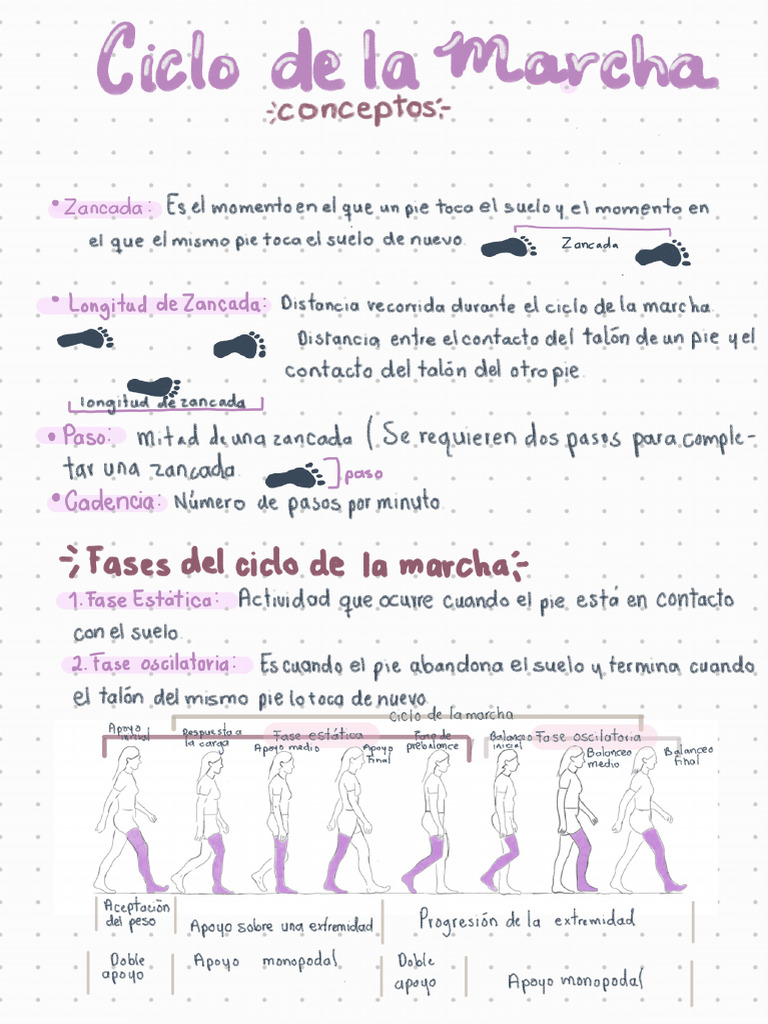 Ciclo y Actividad Muscular de La Marcha | PDF