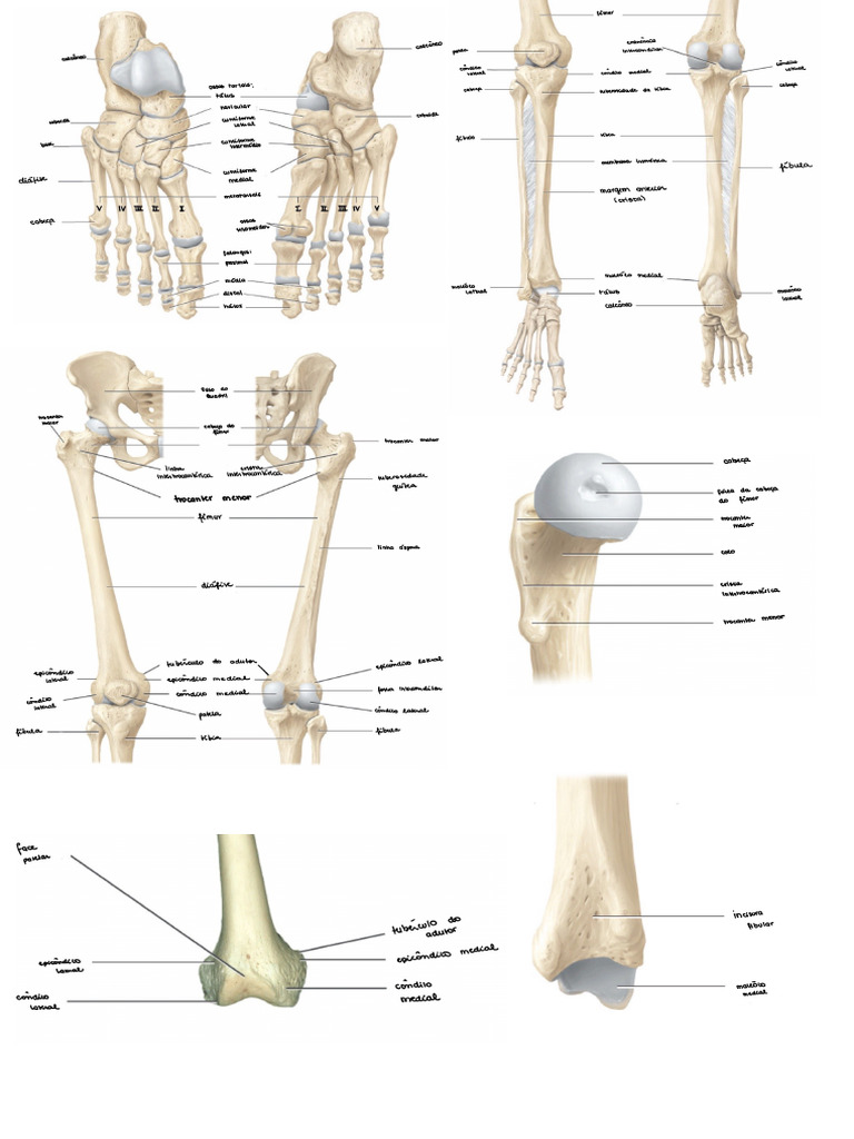 Ossos | PDF