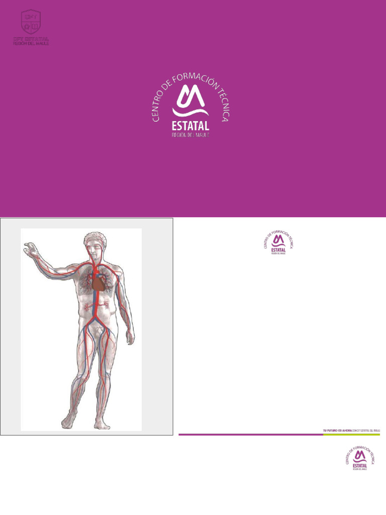 DIAPO 11 Anatomia Sistema Circulatorio | PDF
