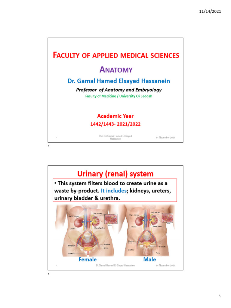 GU system | PDF | Kidney | Uterus